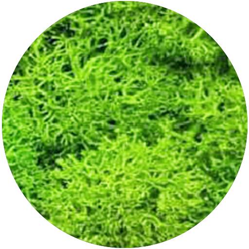 HyGro®Moss - Vertical Green